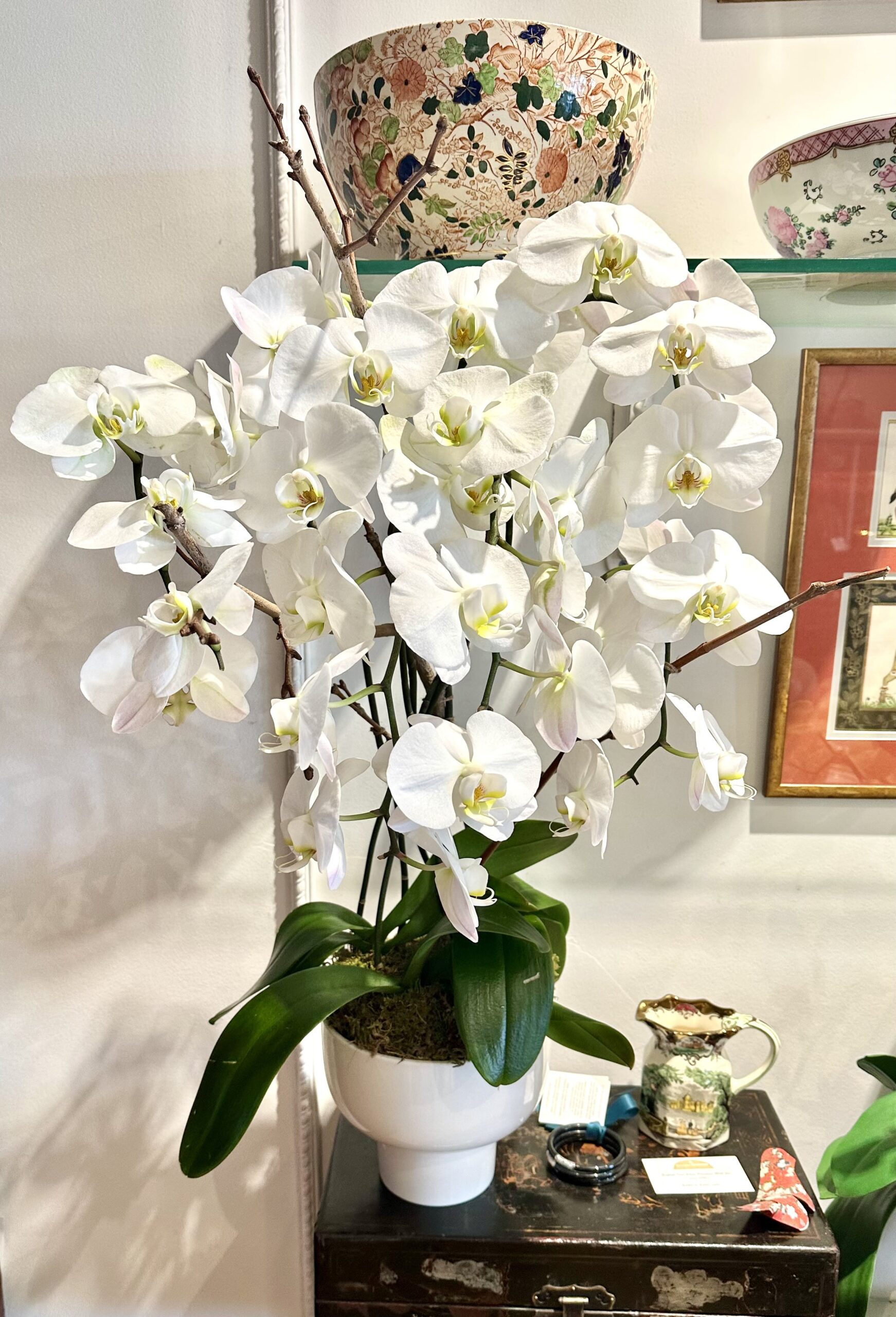 Our Company – Beautiful Orchids